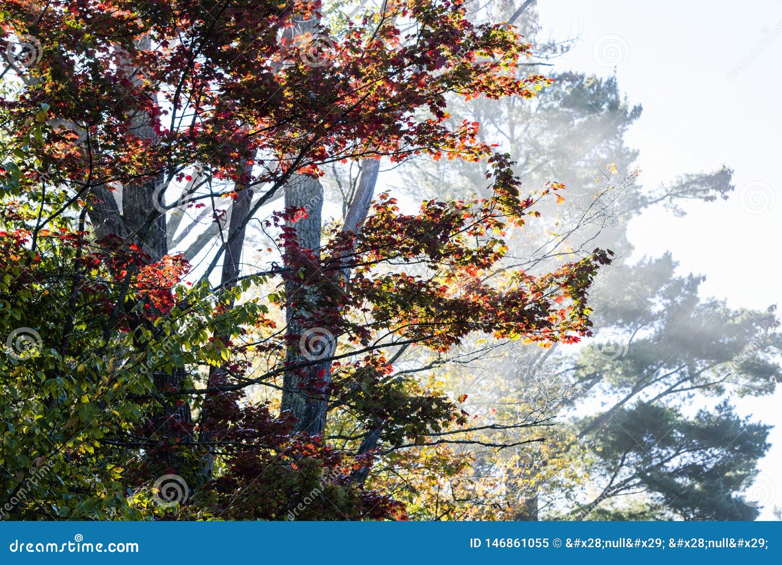 Colourful Maple Tree in the Mist Stock Image - Image of colourful, fall ...
