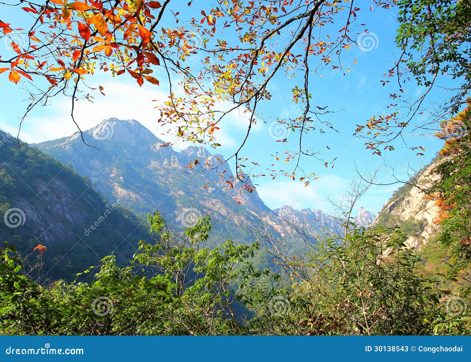 Red maple in mountain area stock image. Image of blue - 30138543