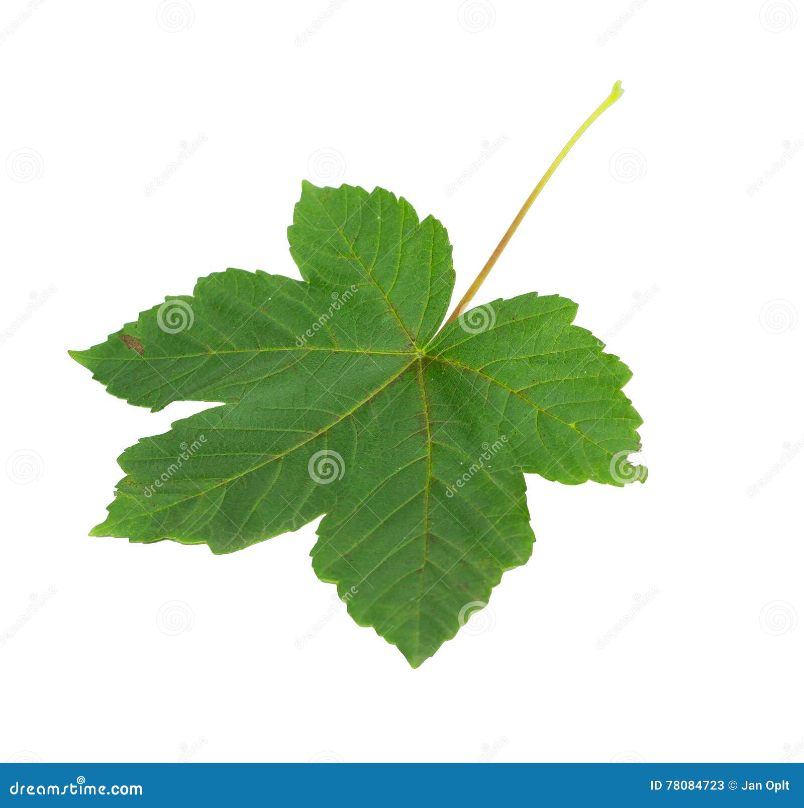 Maple natural leaf stock image. Image of leave, season - 78084723