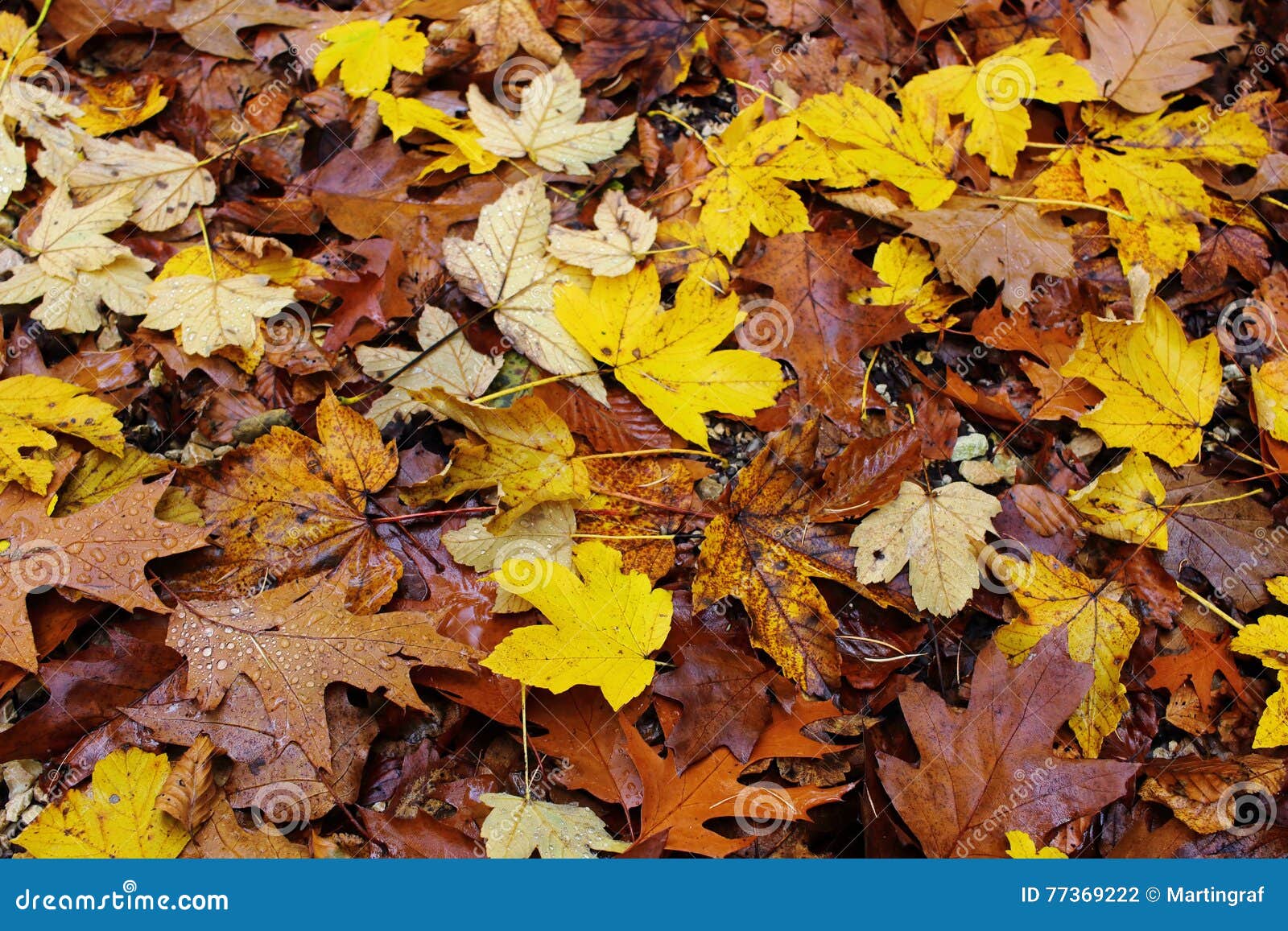 Damp Maple, Oak and Beech Leaf Litter Autumnal Nature Stock Photo ...
