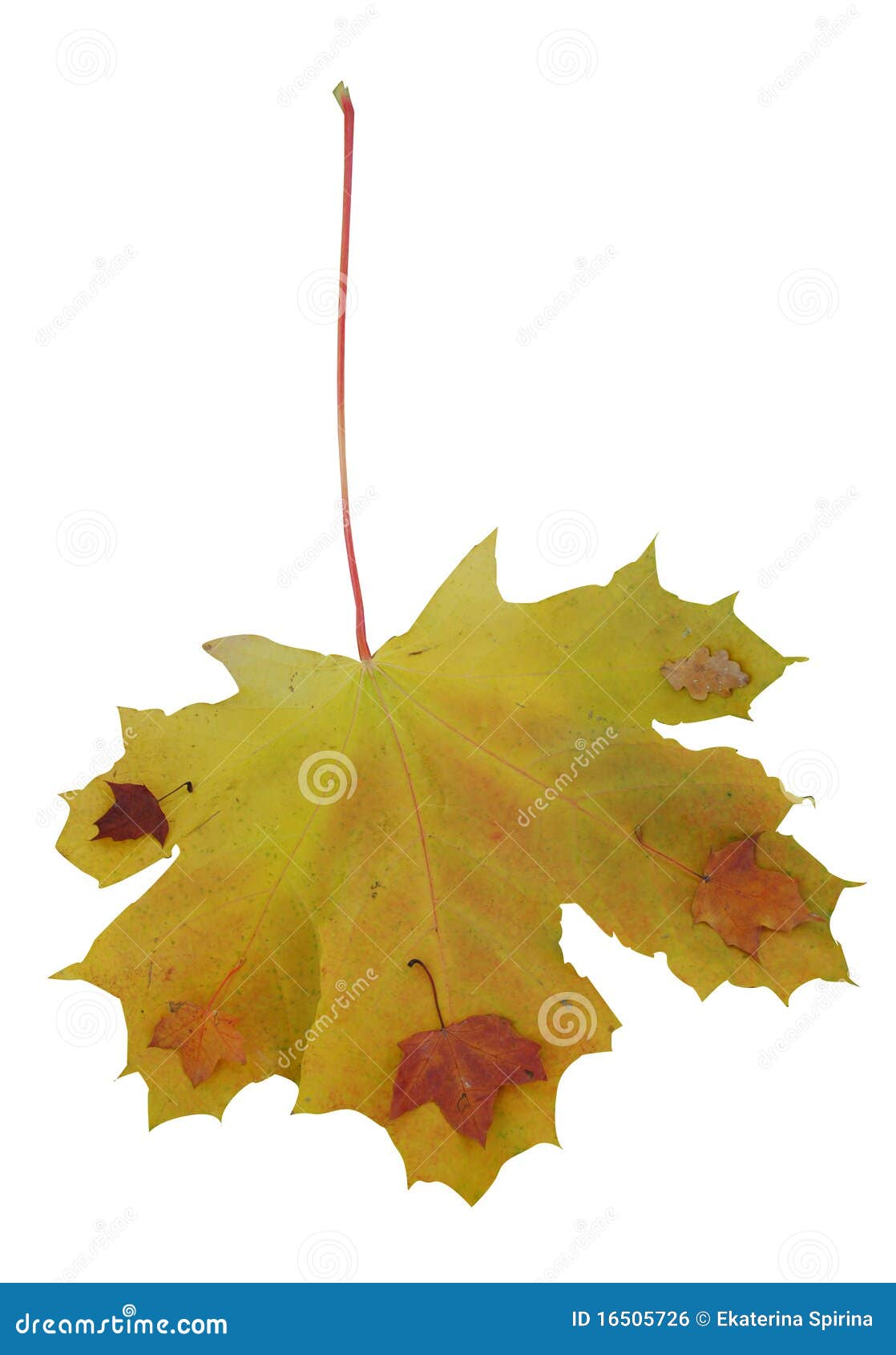 Maple and oak leaves stock photo. Image of fall, nature - 16505726