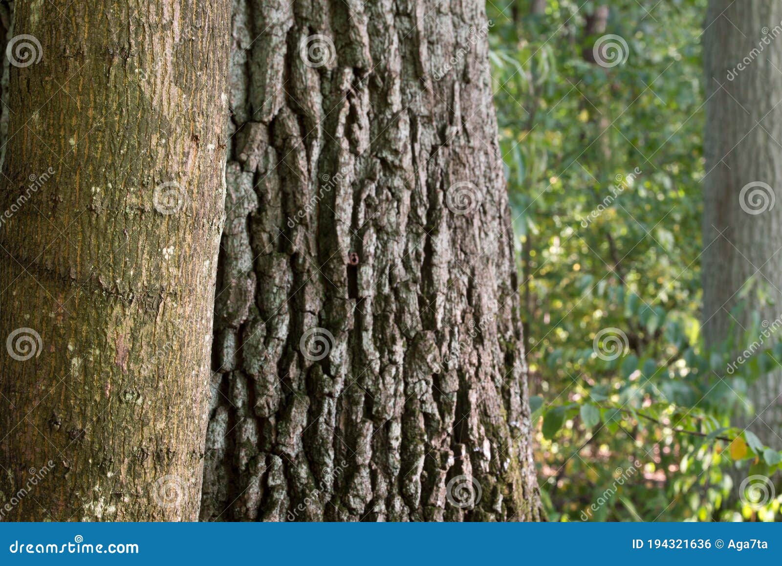 Maple and Oak Tree Trunks in Forest Selective Focus Stock Photo - Image ...