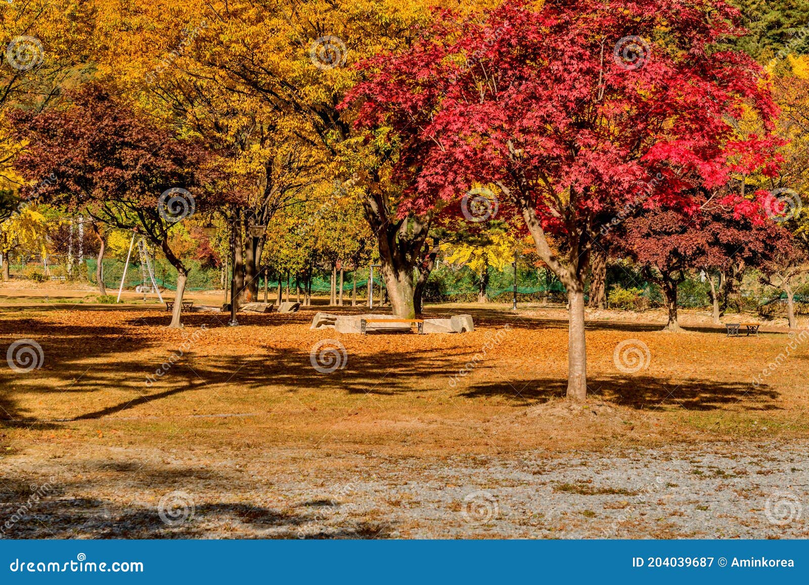Maple and Oak Trees in Autumn Colors Stock Image - Image of beautiful ...