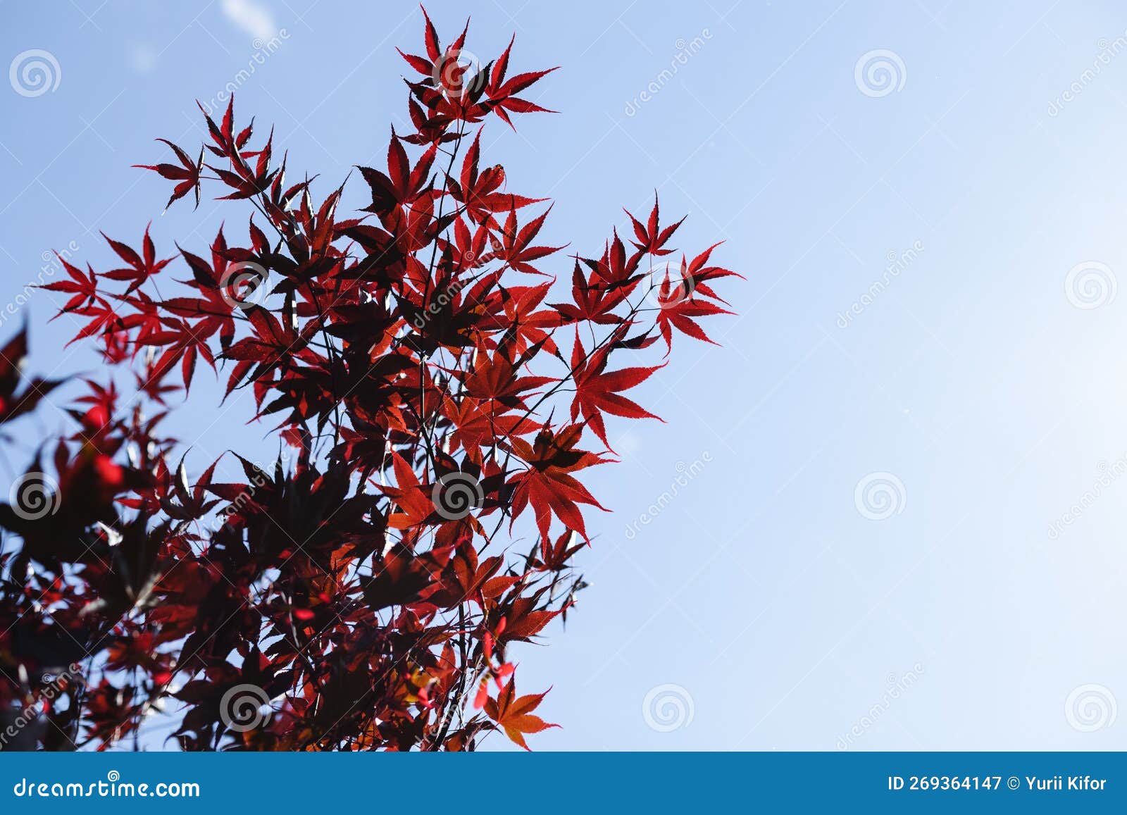 Maple Palm Leaf on the Background of the Sky in the Park Stock Image ...