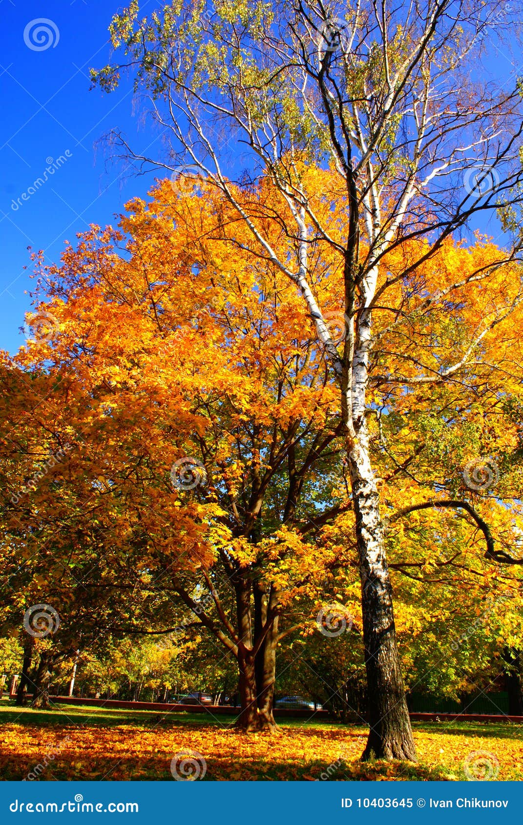Maple in park stock image. Image of foliage, edge, scenery - 10403645