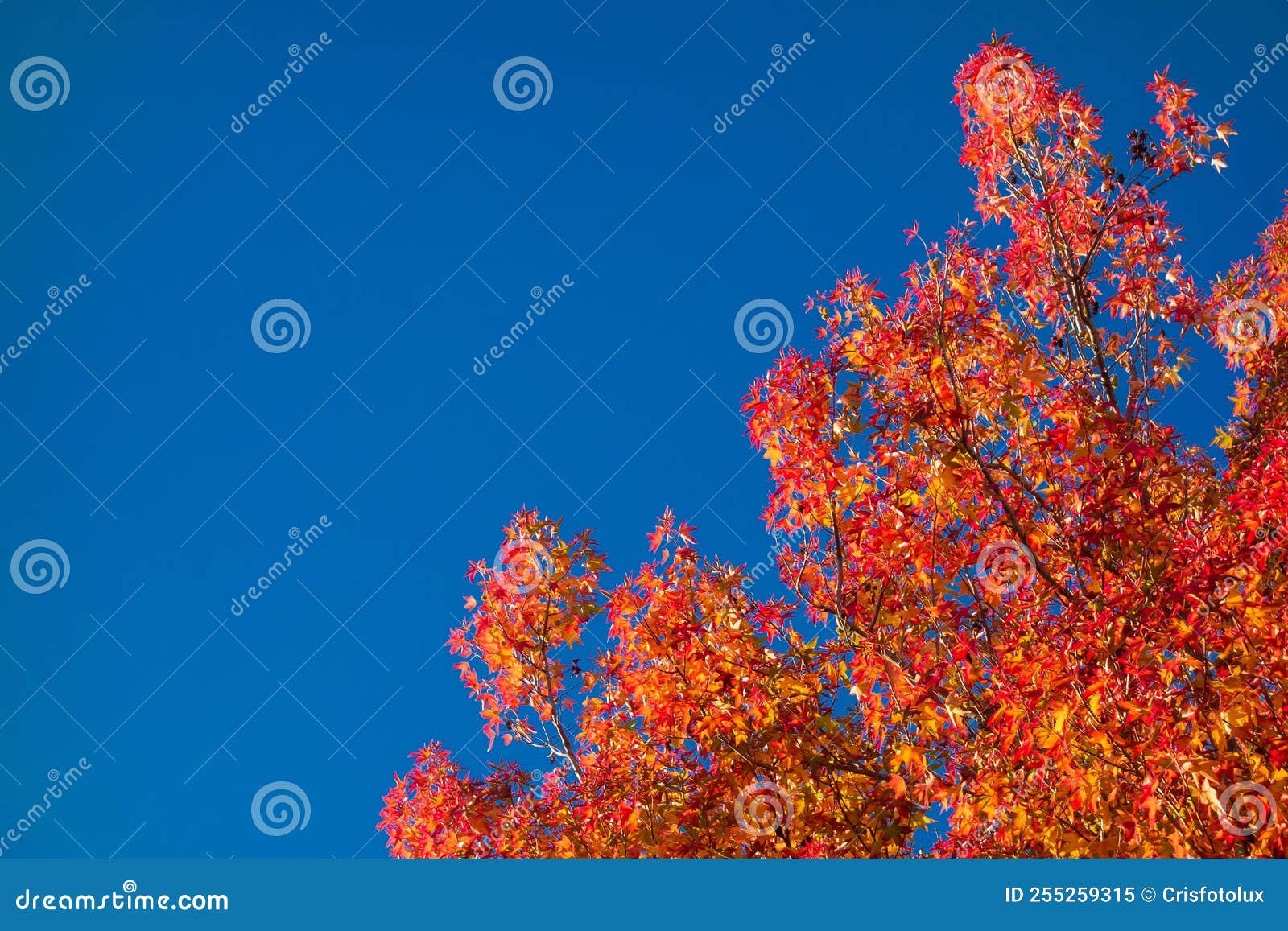 Maple Red Leaves Background Stock Image - Image of leaves, autumn ...