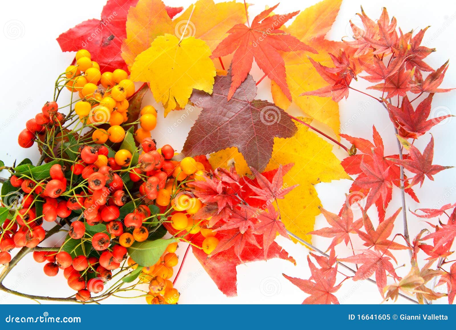 Maple Red Leaves And Berries Over White Background Stock Image - Image ...