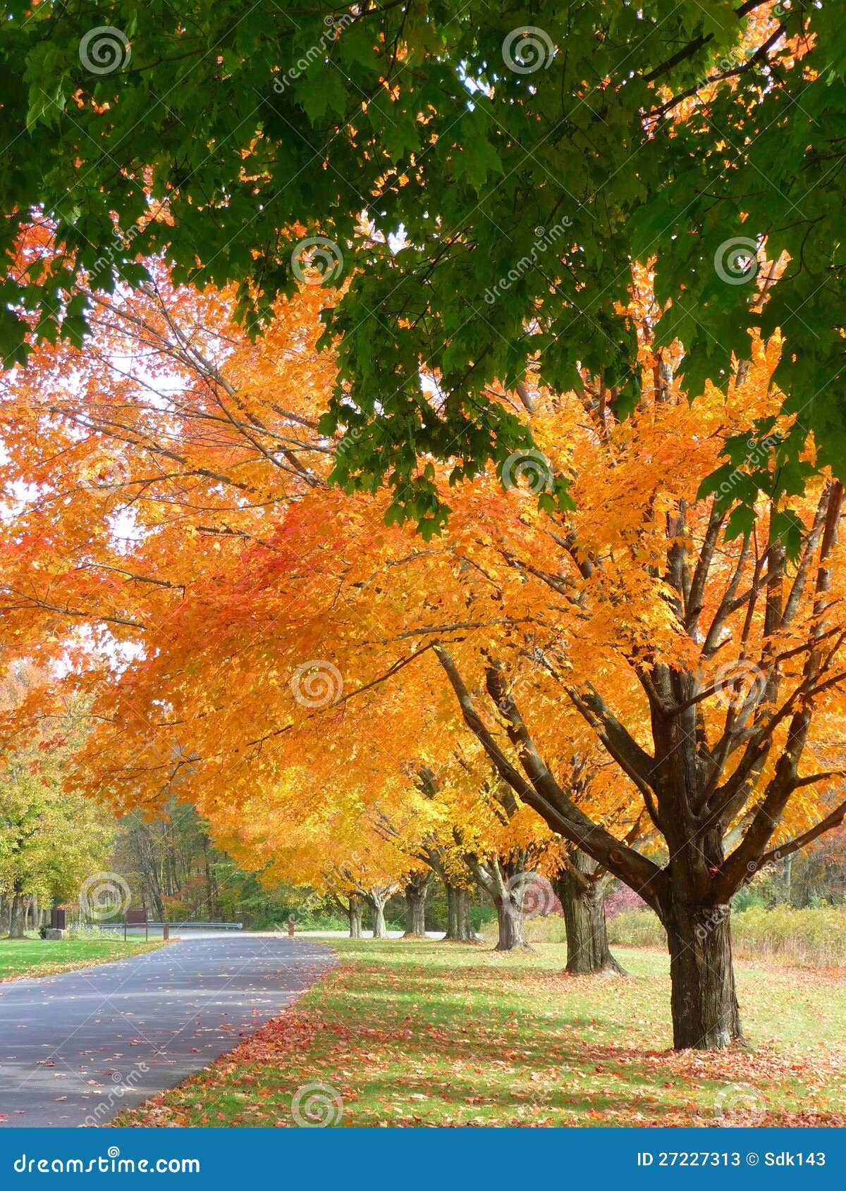Maple Row stock image. Image of hike, color, autumn, trees - 27227313