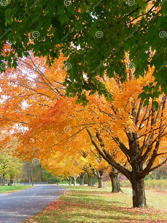 Maple Row stock image. Image of hike, color, autumn, trees - 27227313