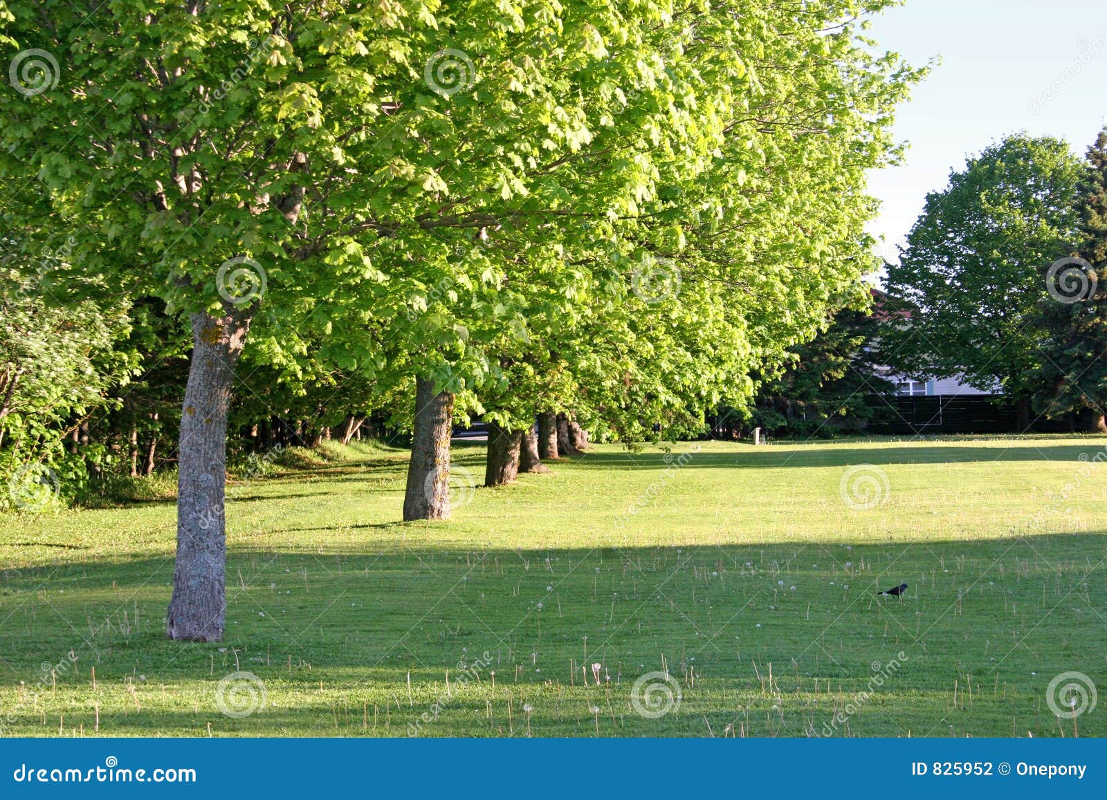 Maple Row stock photo. Image of growing, mature, trees - 825952