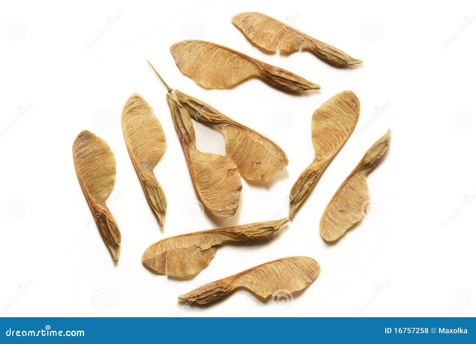 Maple samaras stock photo. Image of tree, isolated, background - 16757258