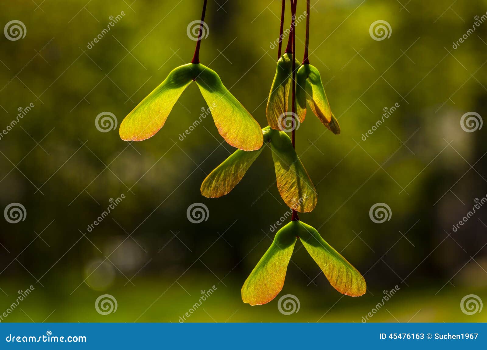 Maple samaras stock image. Image of seeds, maple, backlit - 45476163