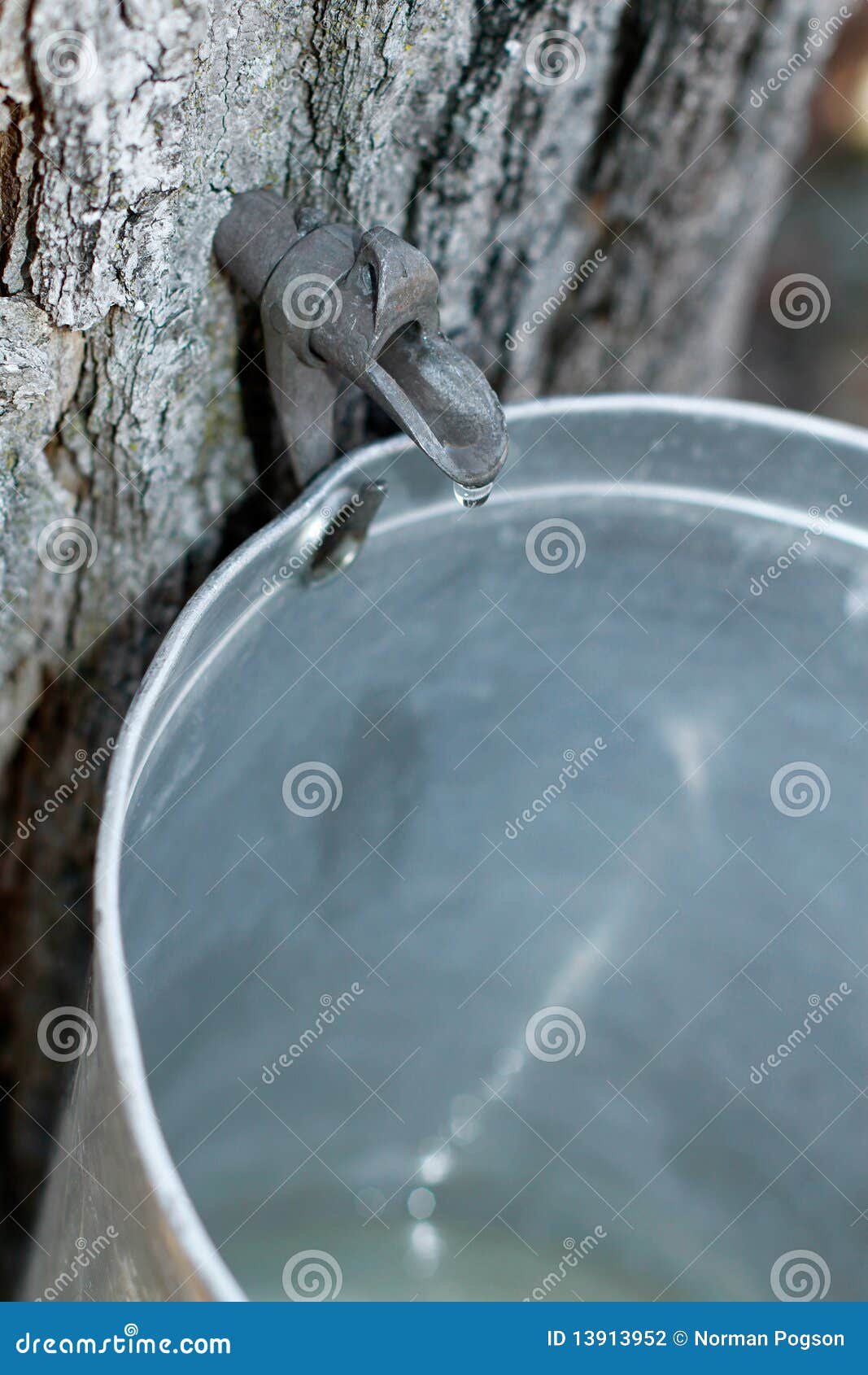 Maple Sap stock photo. Image of nature, collect, tree - 13913952