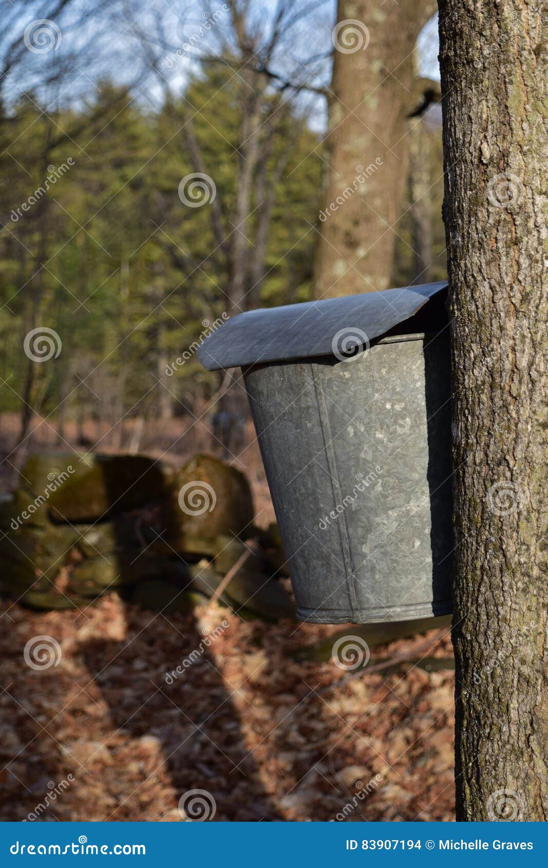 Maple sap Bucket stock photo. Image of sugar, vermont - 83907194