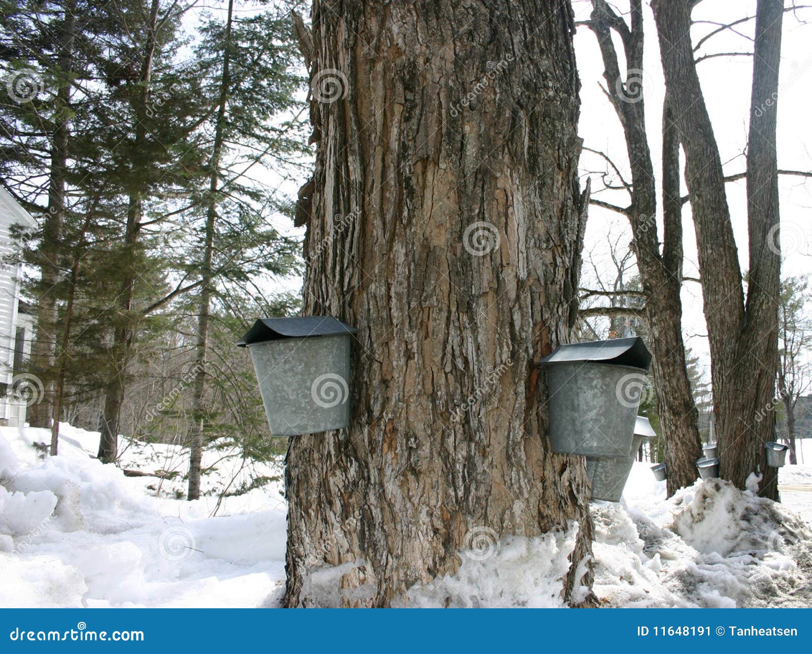 Maple sap buckets stock image. Image of trees, tree, syrup - 11648191