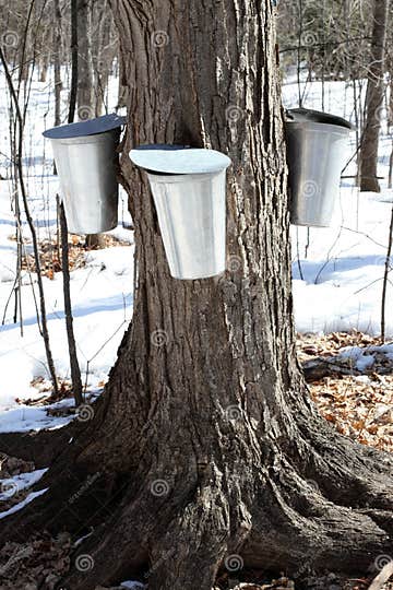 Maple Sap Buckets stock photo. Image of syrup, maple - 18935456