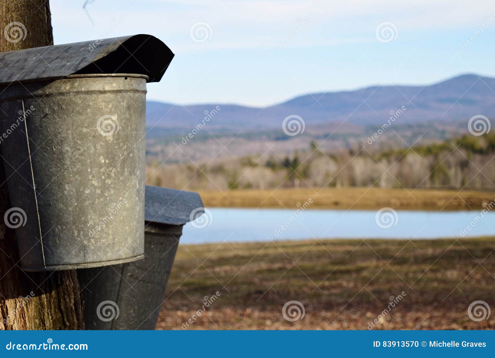 Maple sap buckets stock photo. Image of pond, tree, metal - 83913570