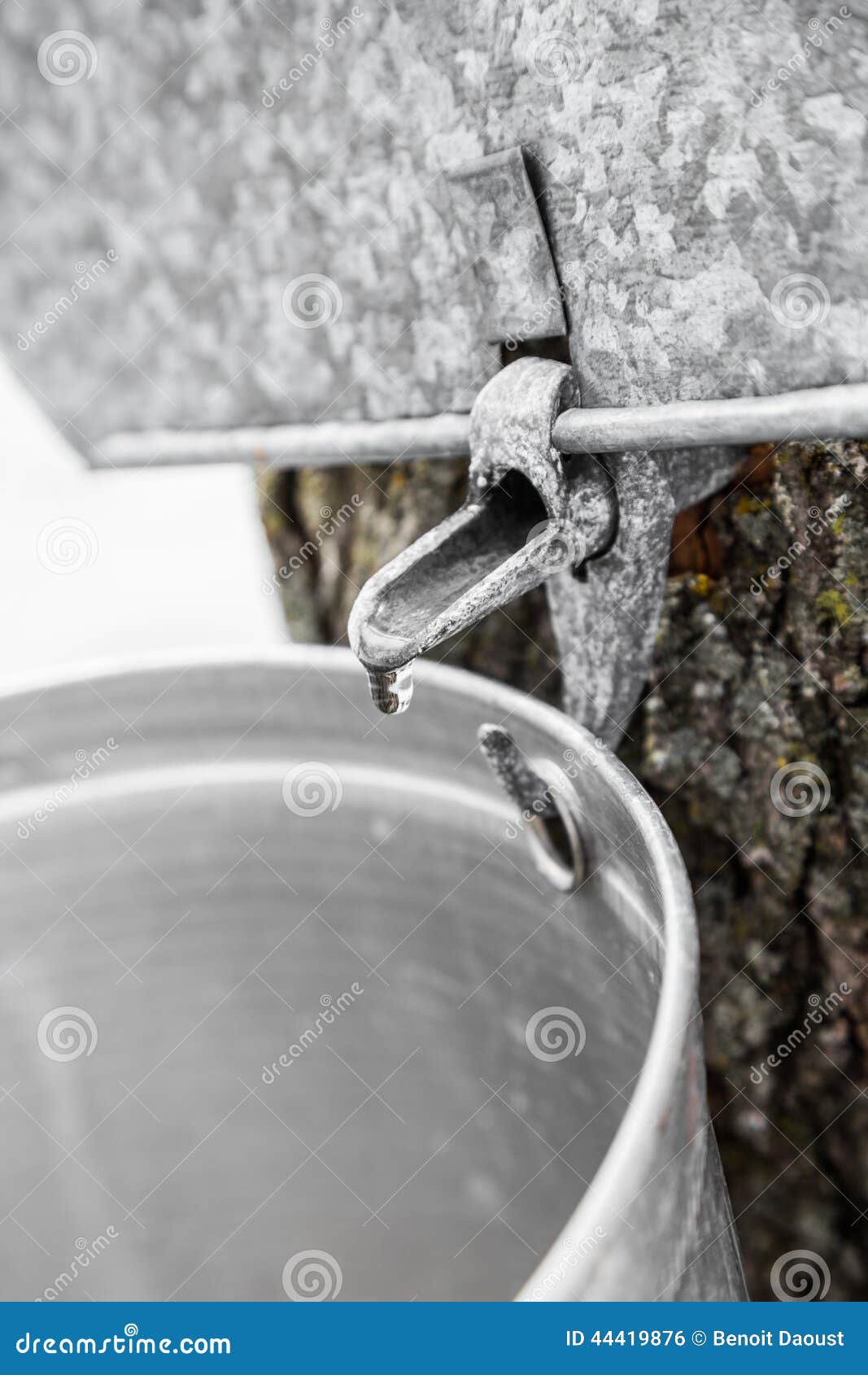 Maple Sap Buckets on Trees in Spring Stock Photo - Image of collect ...