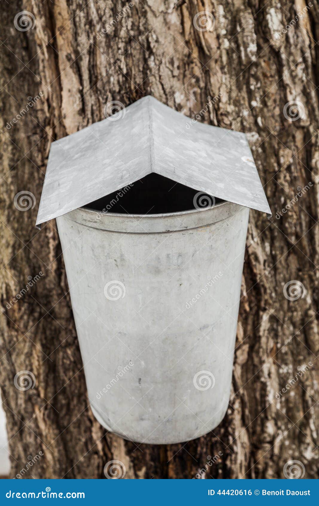 Maple Sap Buckets on Trees in Spring Stock Photo - Image of culture ...
