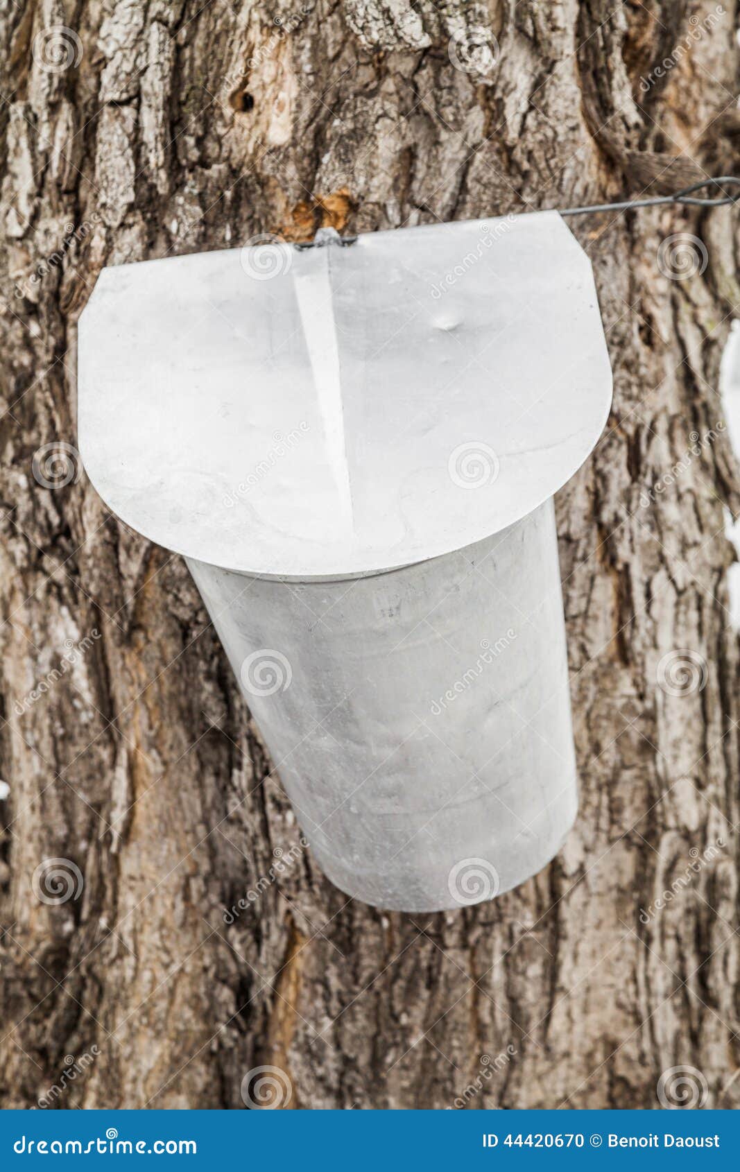 Maple Sap Buckets on Trees in Spring Stock Photo - Image of canadian ...