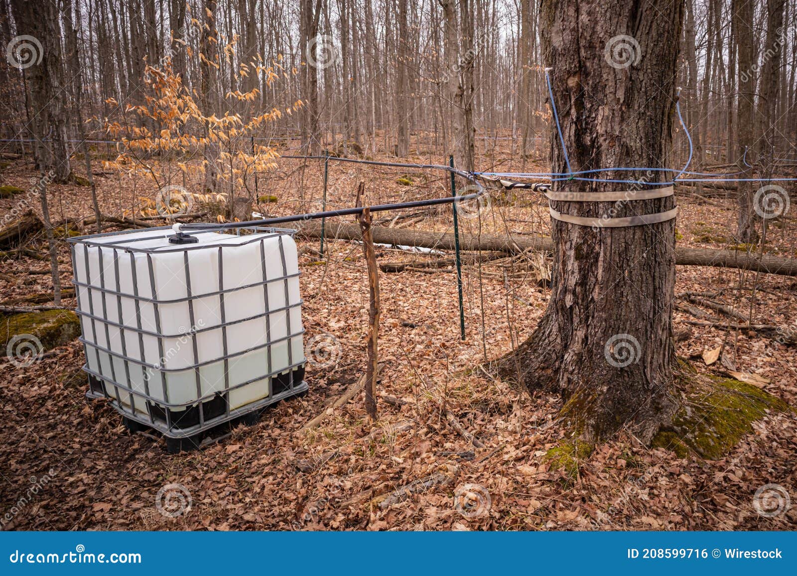 Maple Sap Collection in Ontario Stock Photo - Image of terra, trees ...