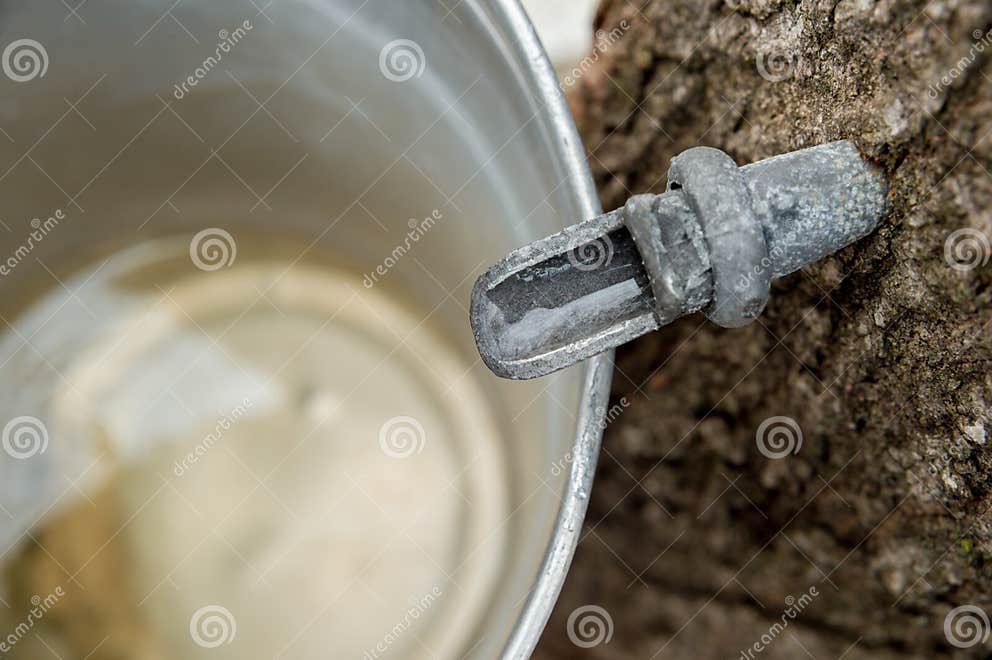 Maple Sap Dripping stock photo. Image of seasonal, march - 55767964