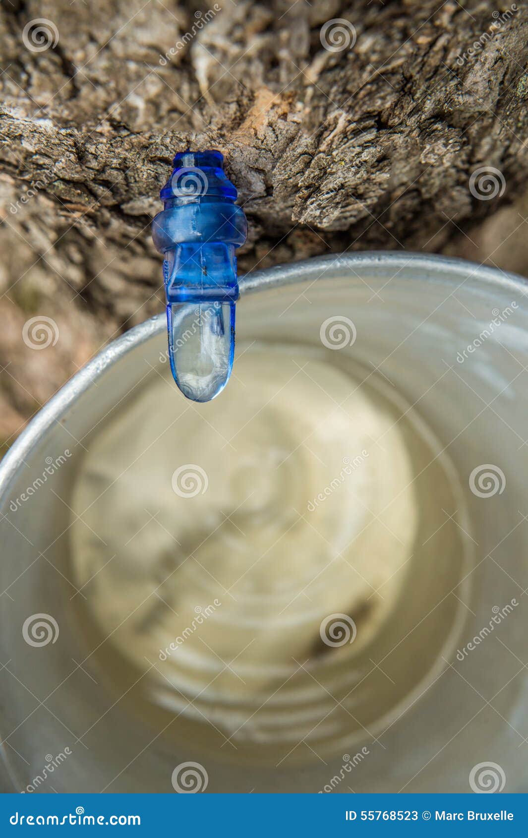 Maple Sap Dripping stock image. Image of bucket, maples - 55768523