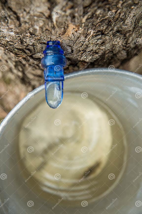 Maple Sap Dripping stock image. Image of bucket, maples - 55768523