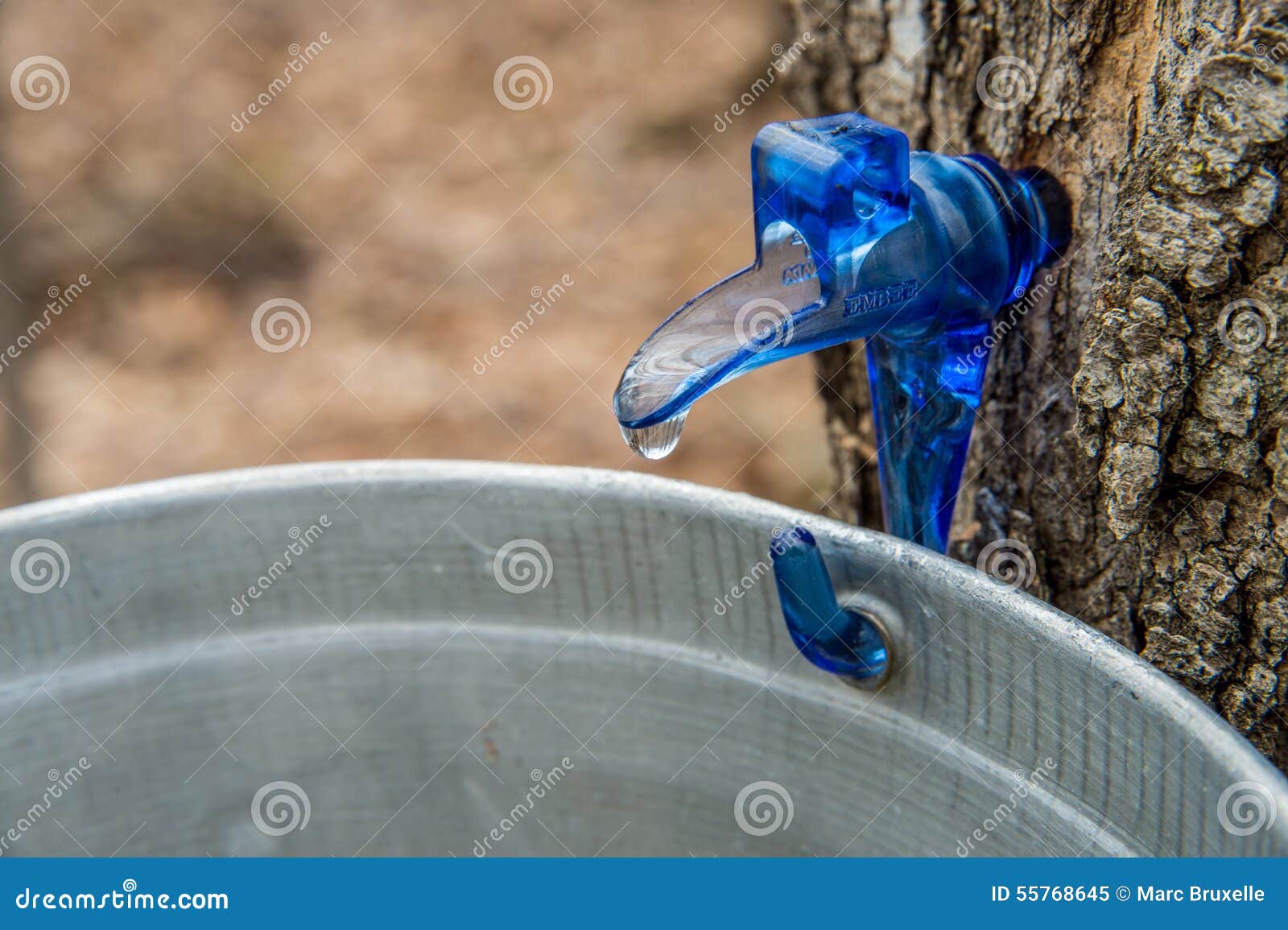 Maple Sap Dripping stock image. Image of gather, grove - 55768645