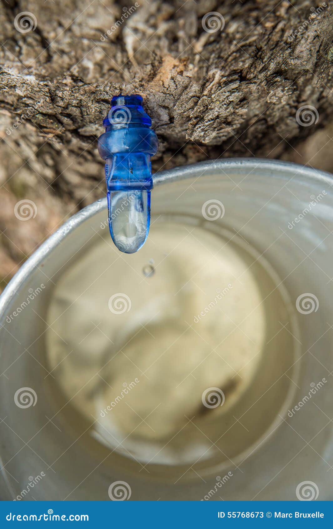 Maple Sap Dripping stock image. Image of seasonal, seaux - 55768673