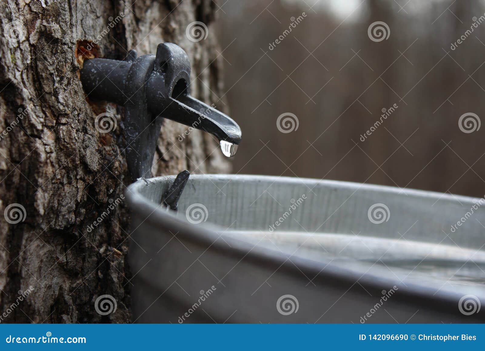 Maple Tree Sap Dripping