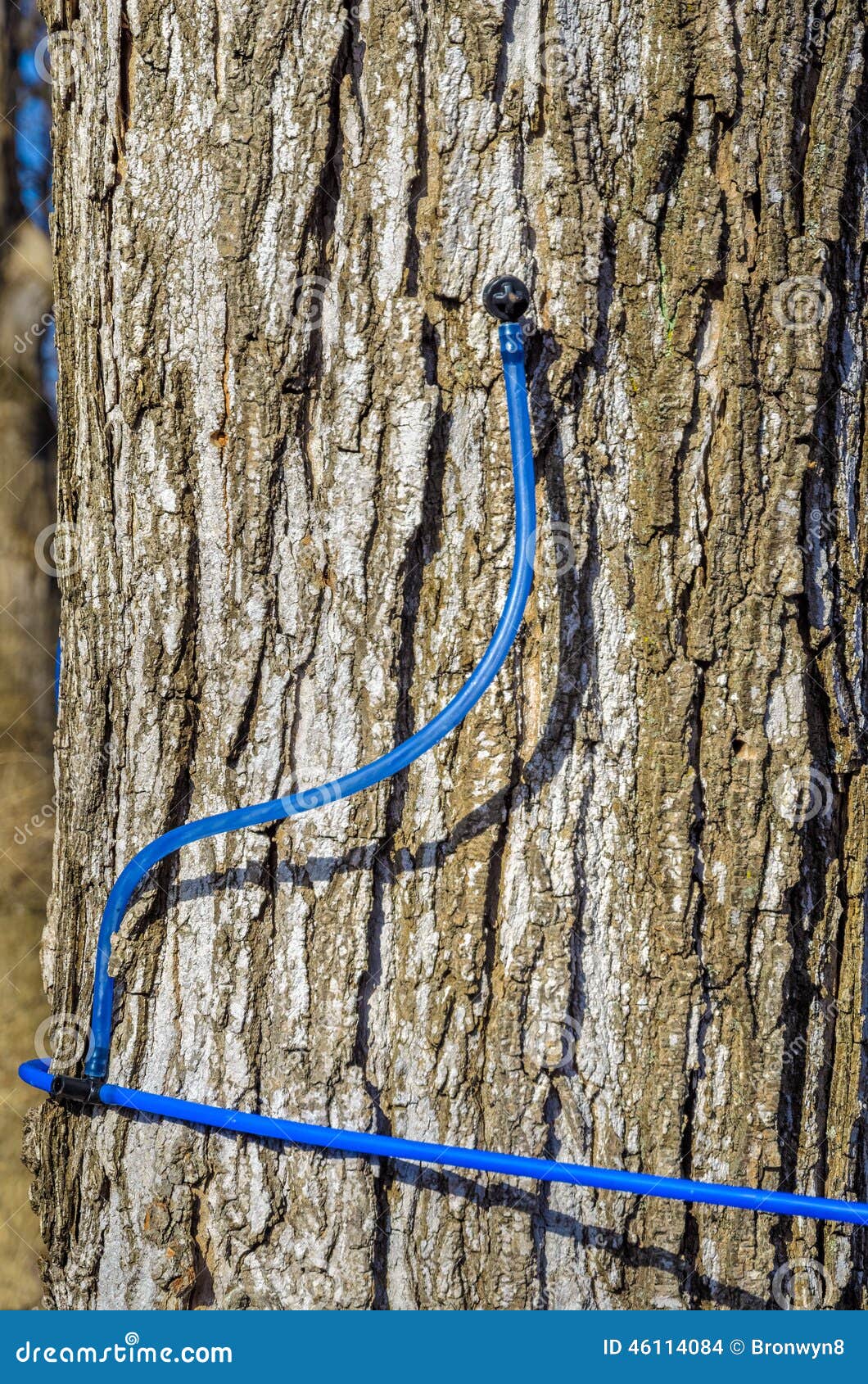 Maple Sap Line stock photo. Image of inserted, vertical - 46114084
