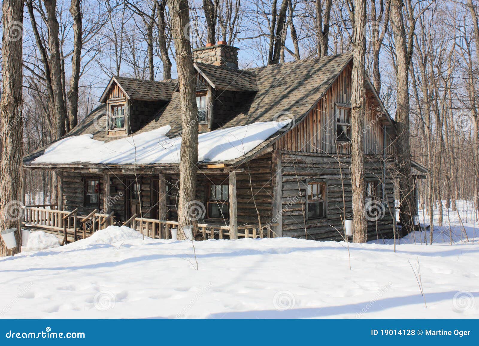 Maple Sap in Spring stock photo. Image of north, drop - 19014128