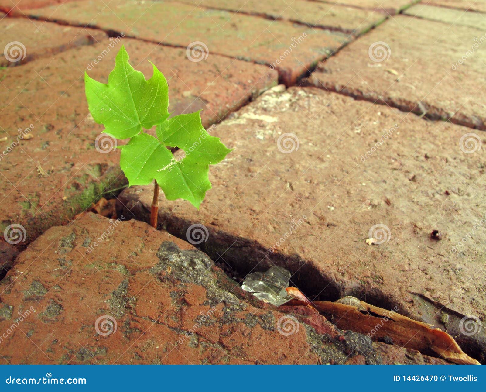 Maple sapling stock photo. Image of ecology, summer, plant - 14426470