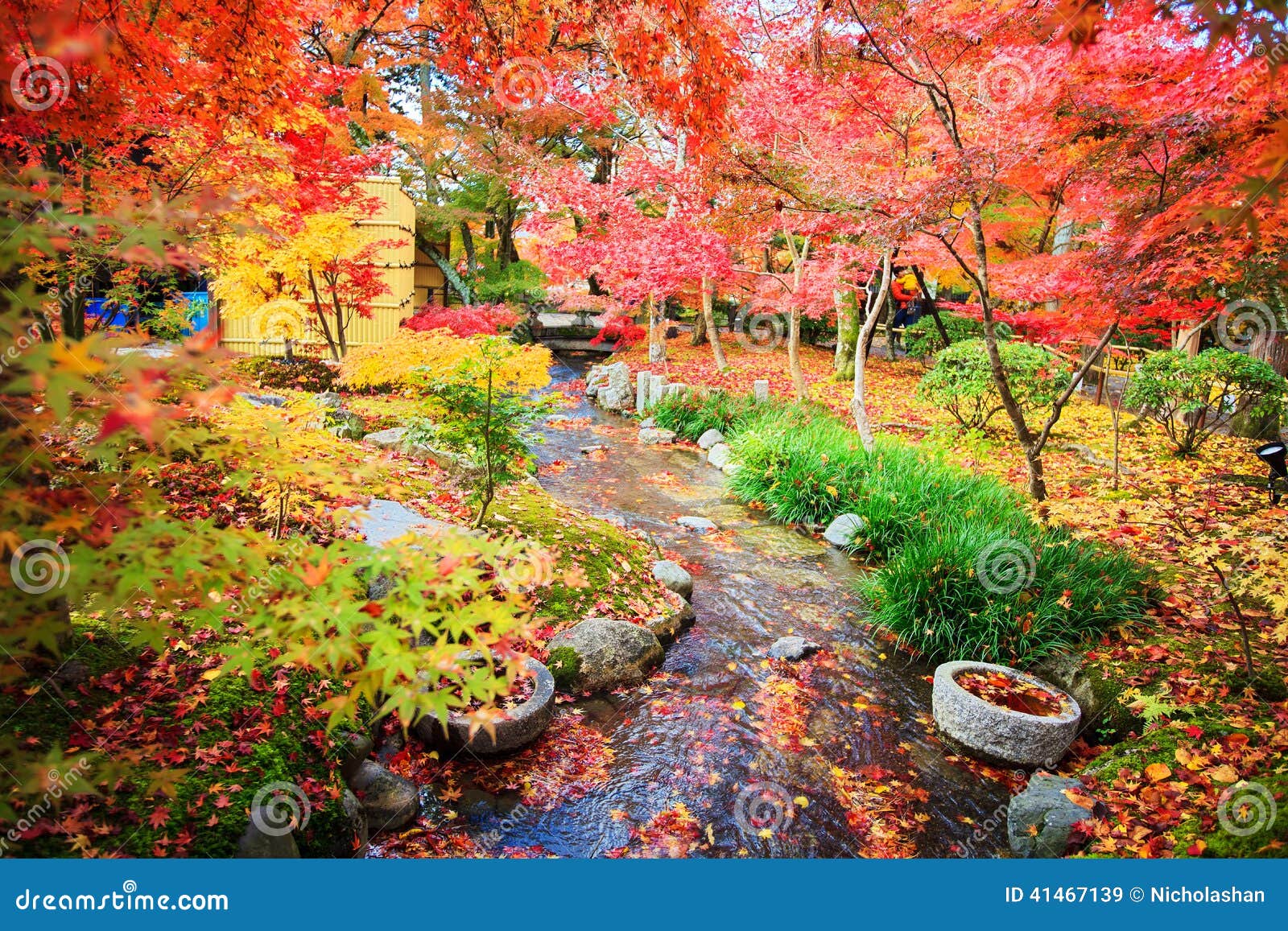 Maple Season at Fall, Japan Stock Image - Image of beautiful, outdoors ...