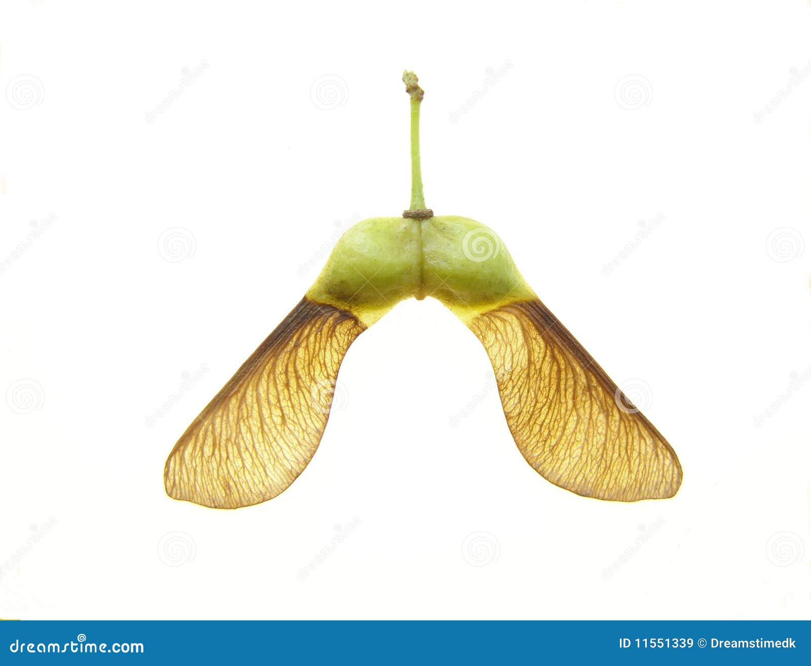 Maple seed stock image. Image of white, macro, fall, maple - 11551339