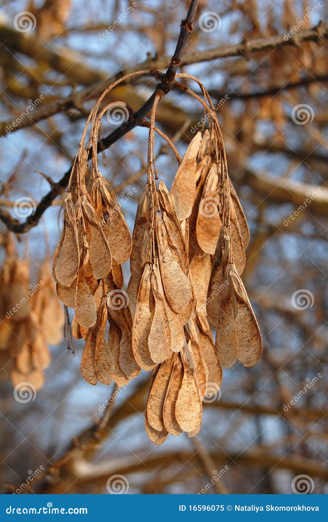 Maple Seed stock image. Image of group, maple, fall, branch - 16596075