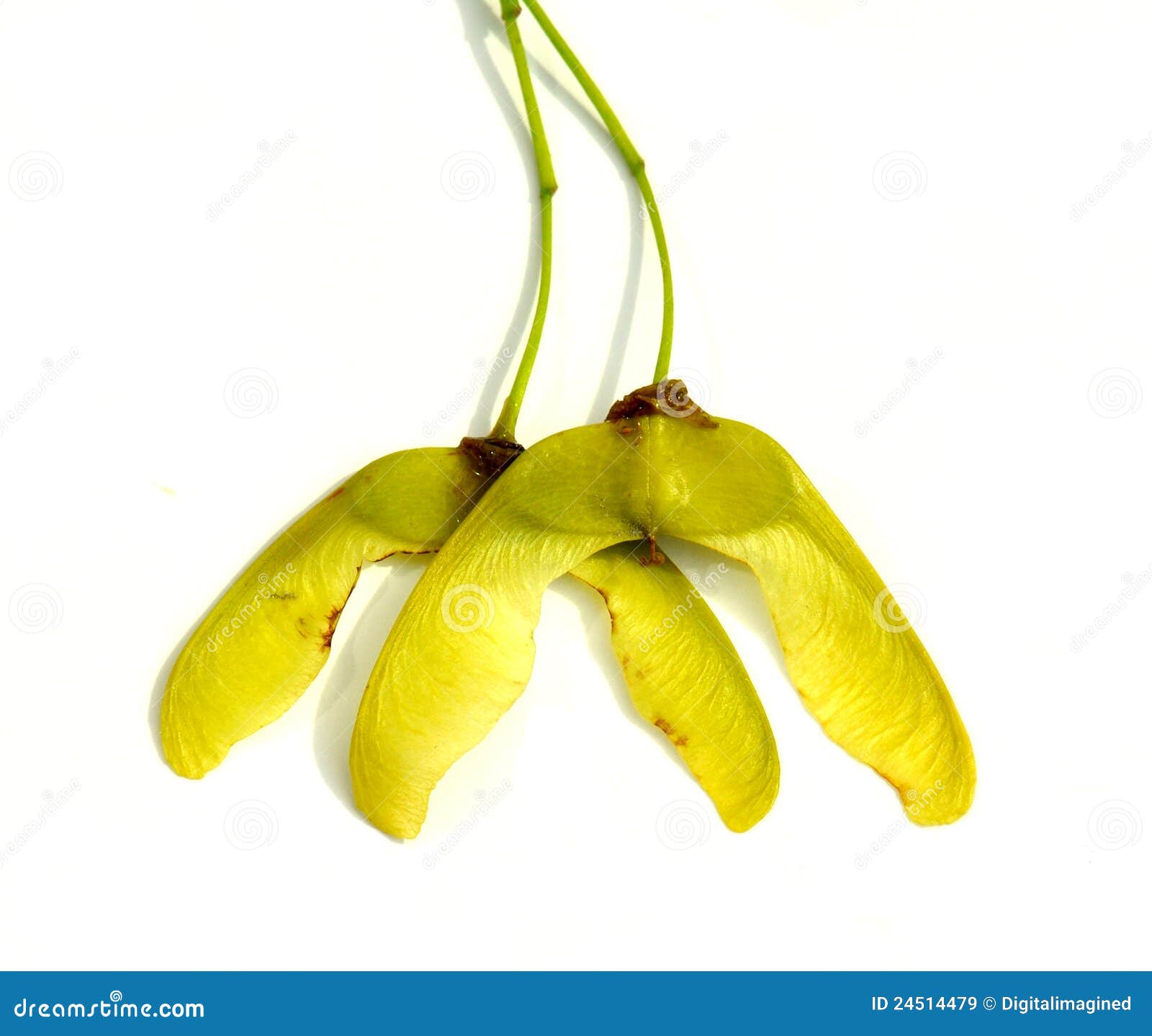 Maple seed stock image. Image of seed, tree, acer, macro - 24514479