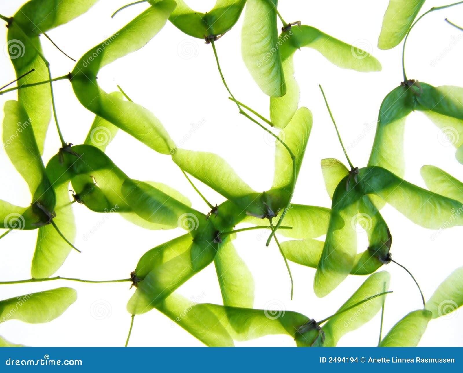 Maple seed stock photo. Image of wing, detail, structure - 2494194