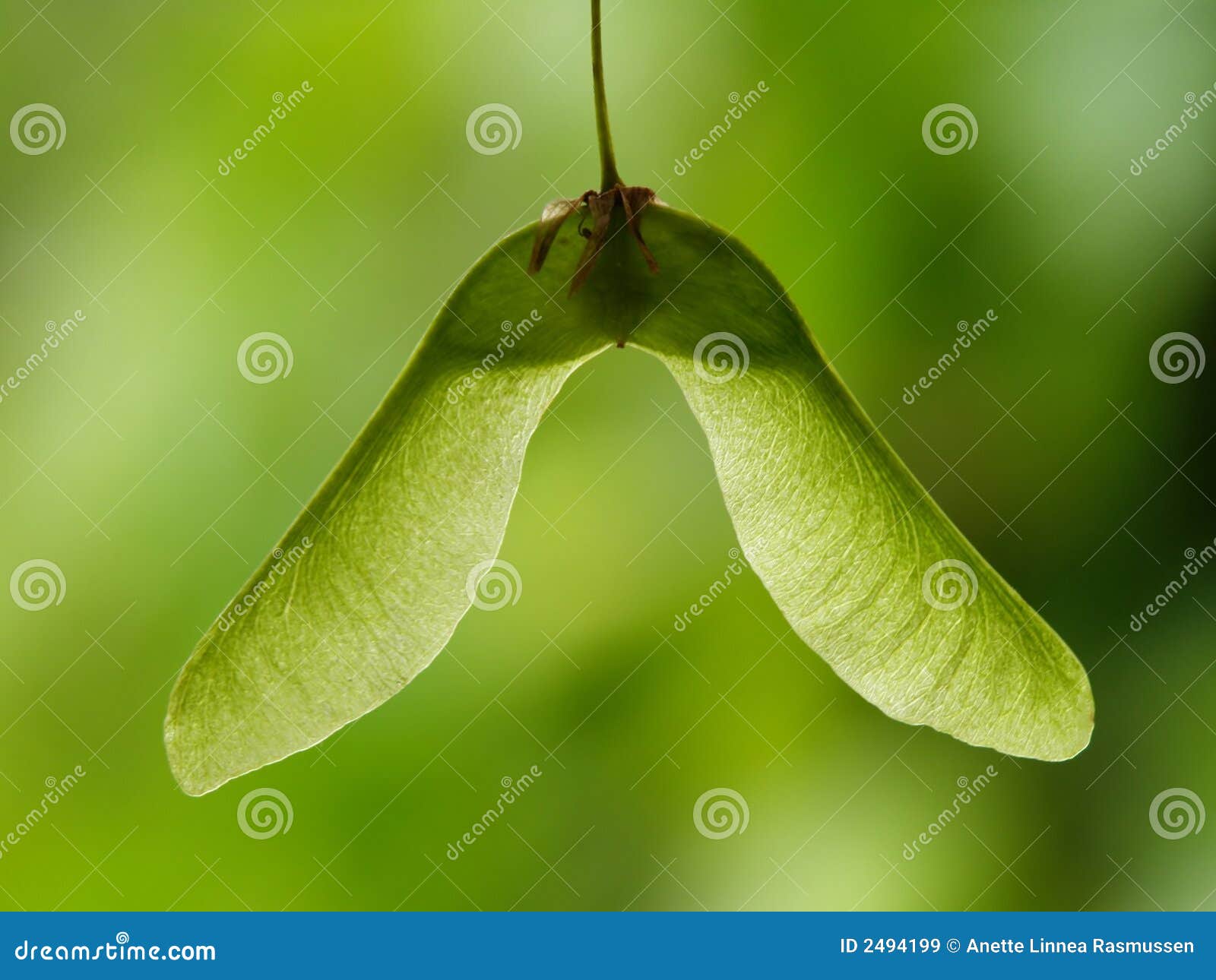 Maple seed stock image. Image of tree, flora, detail, green - 2494199