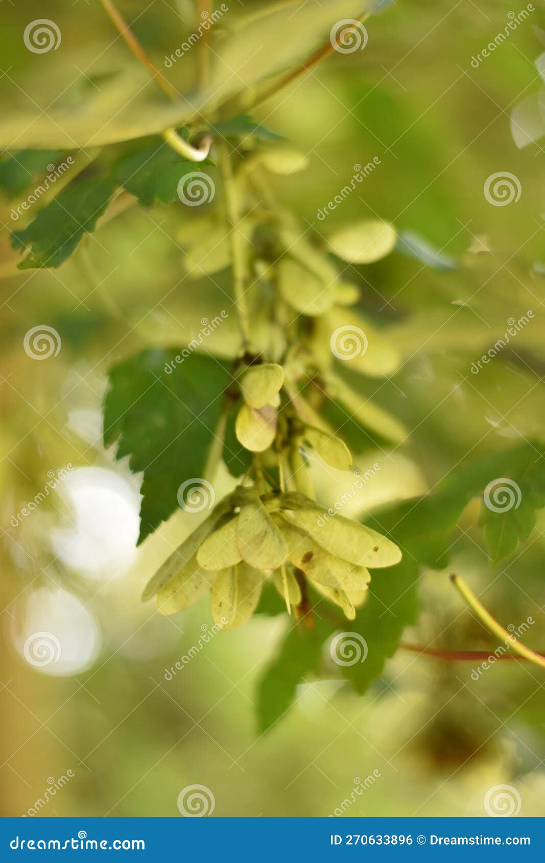 Maple Seed stock photo. Image of tree, sapindaceae, backlit - 270633896
