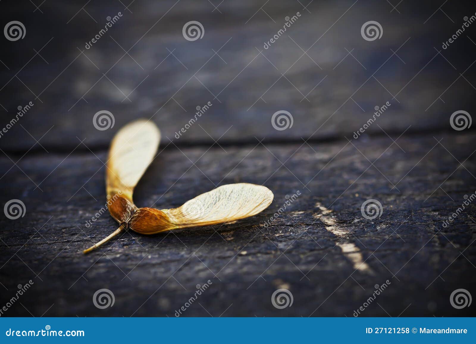 Falling Maple Seed Photos - Free & Royalty-Free Stock Photos from ...