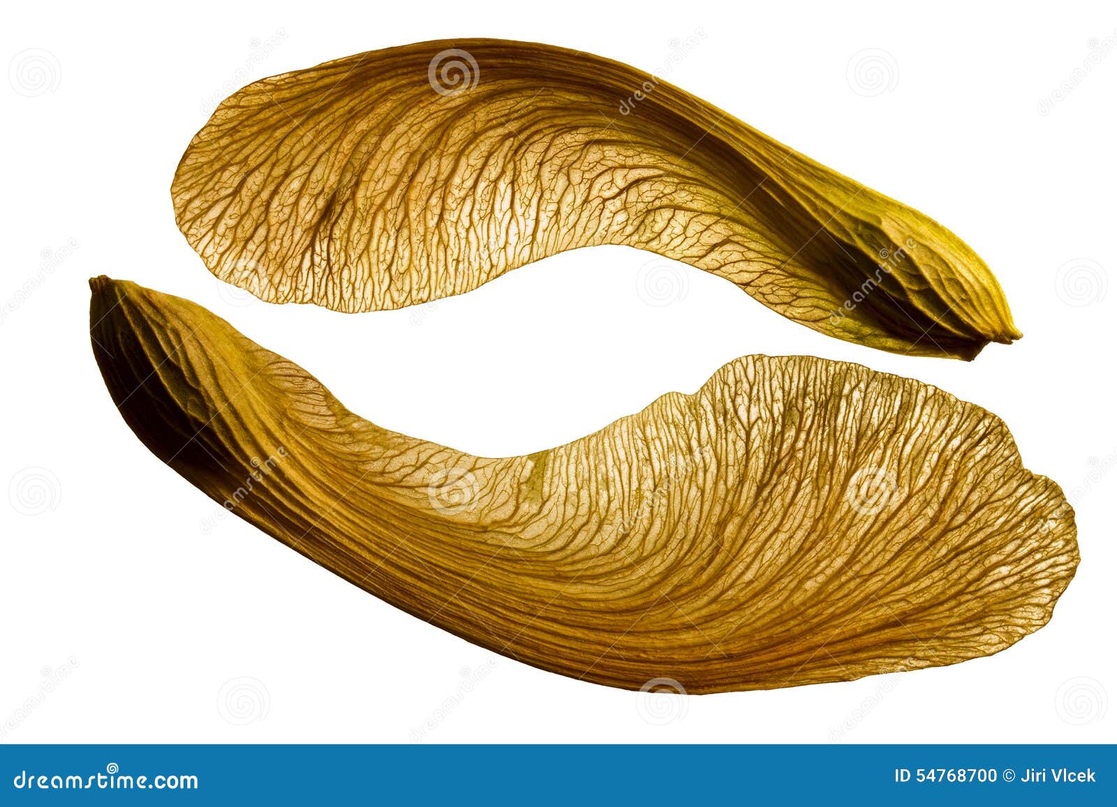 Maple seed stock photo. Image of plants, outdoors, helicopter - 54768700