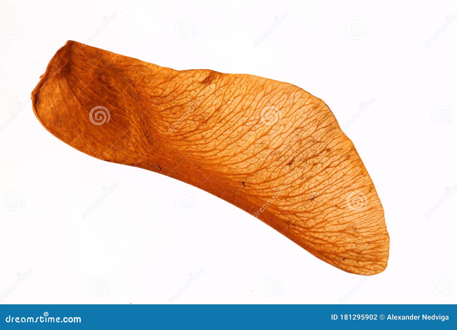 Maple Seed Macro Closeup. stock photo. Image of detail - 181295902