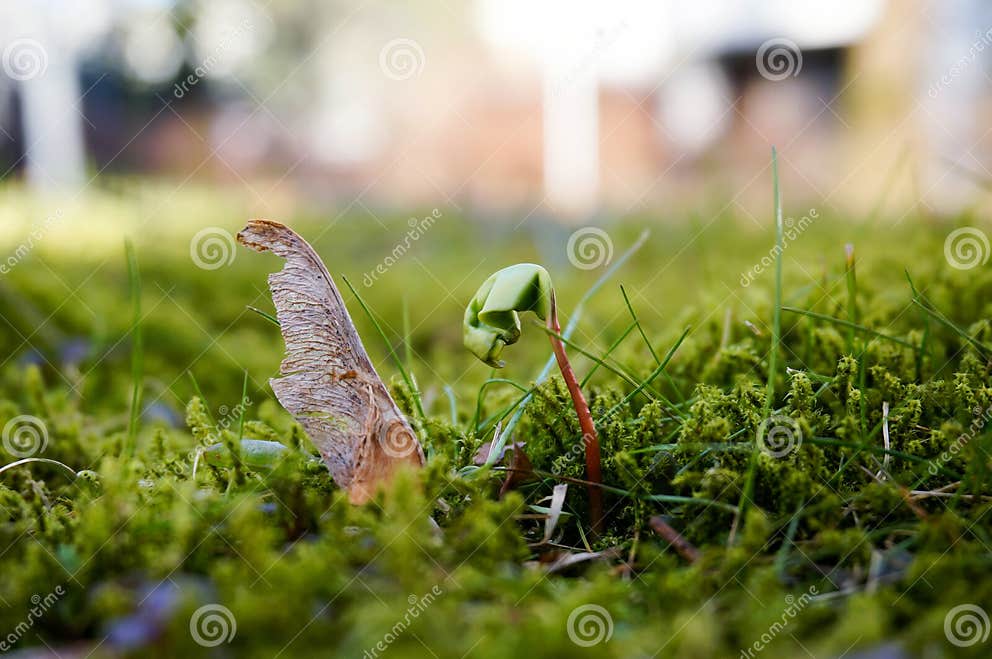 Maple Seed and Maple Sprout Up in Early Spring Stock Image - Image of ...