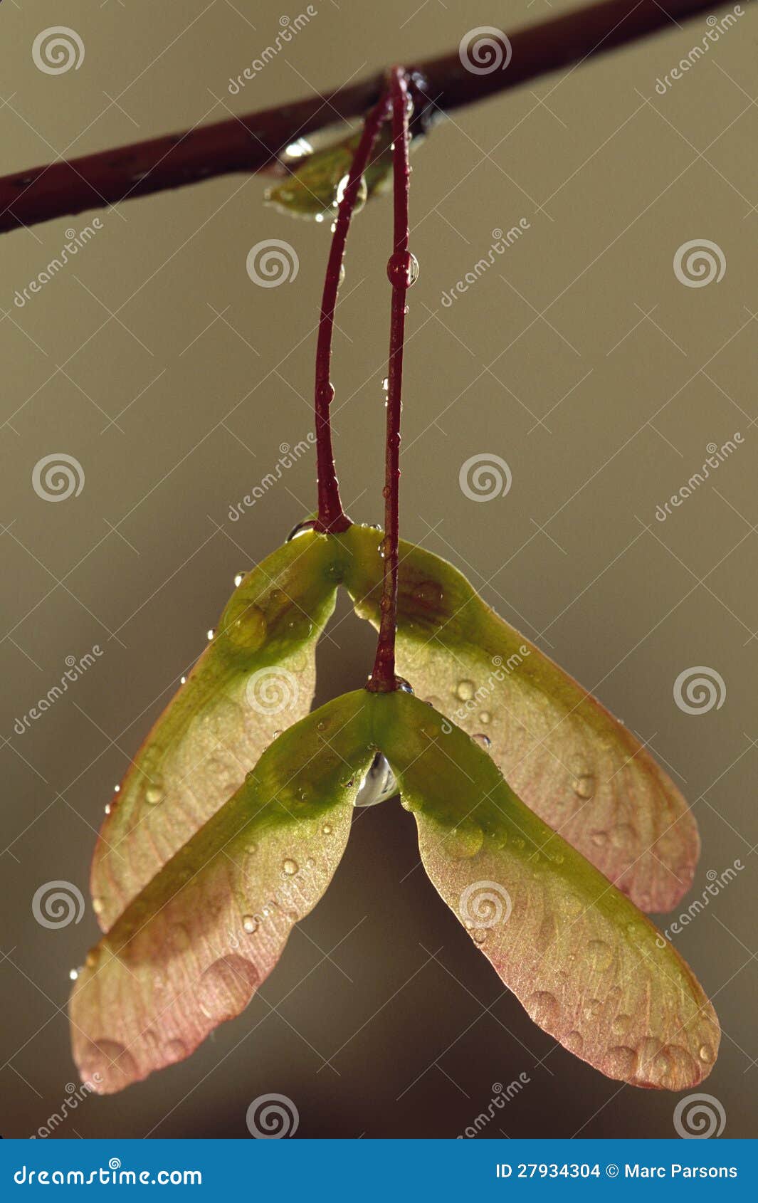 Maple Seed Pods with Dew stock photo. Image of tree, backlighting ...