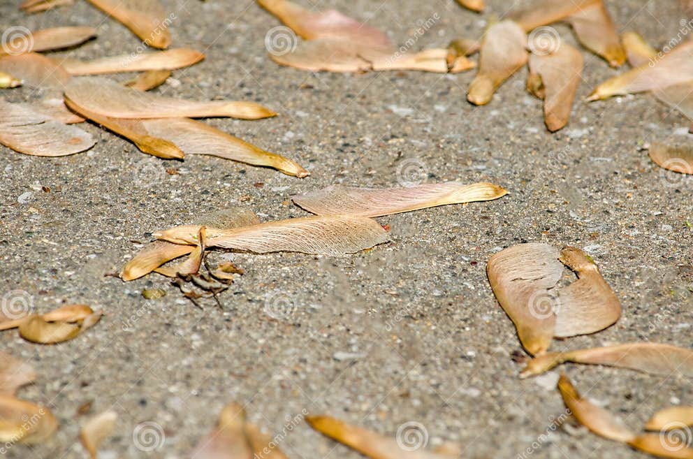 Maple seed spinners stock image. Image of vegitation - 43696033