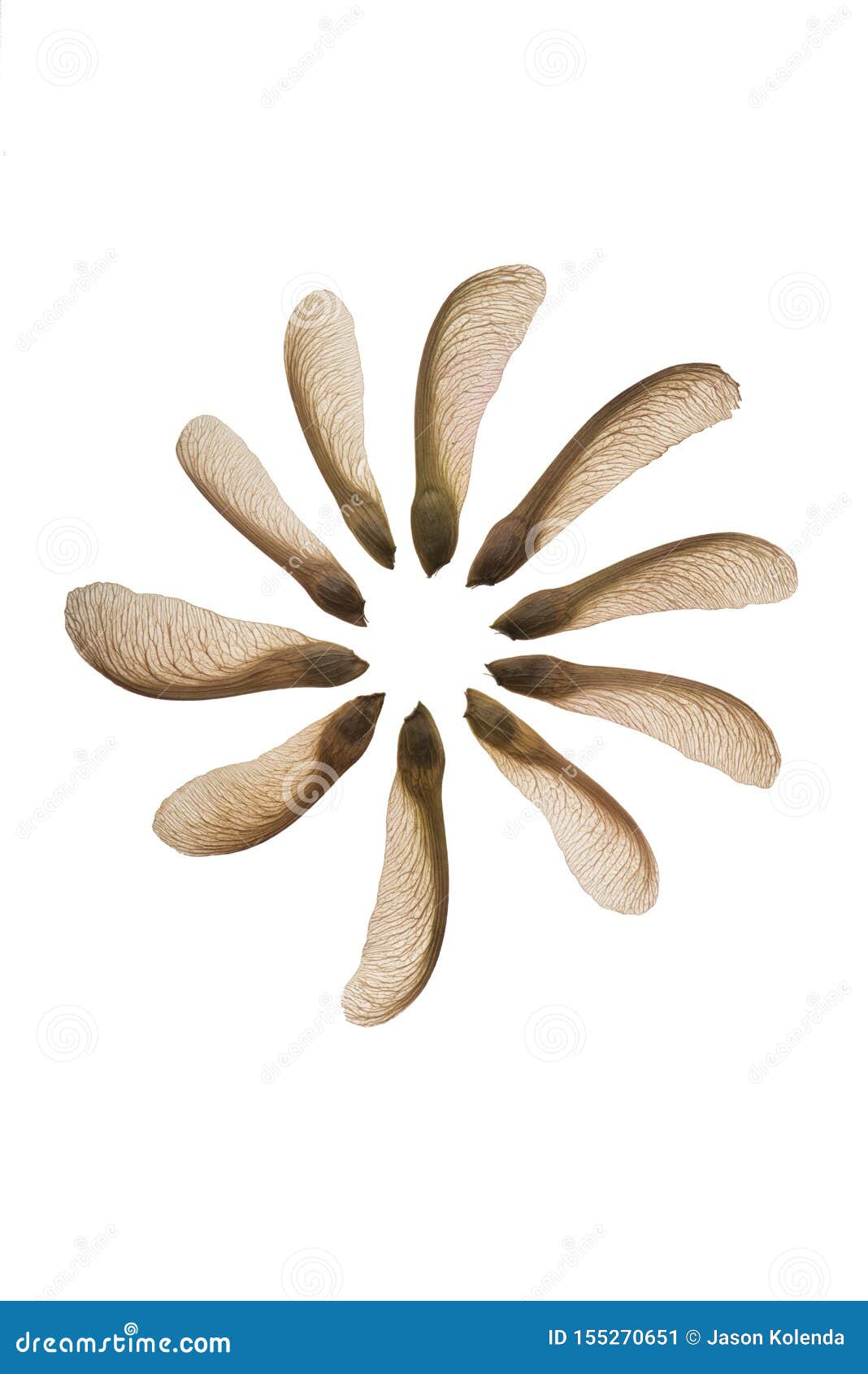 Maple Seed Spiral - Backlit Stock Image - Image of backlit, helicopter: 155270651
