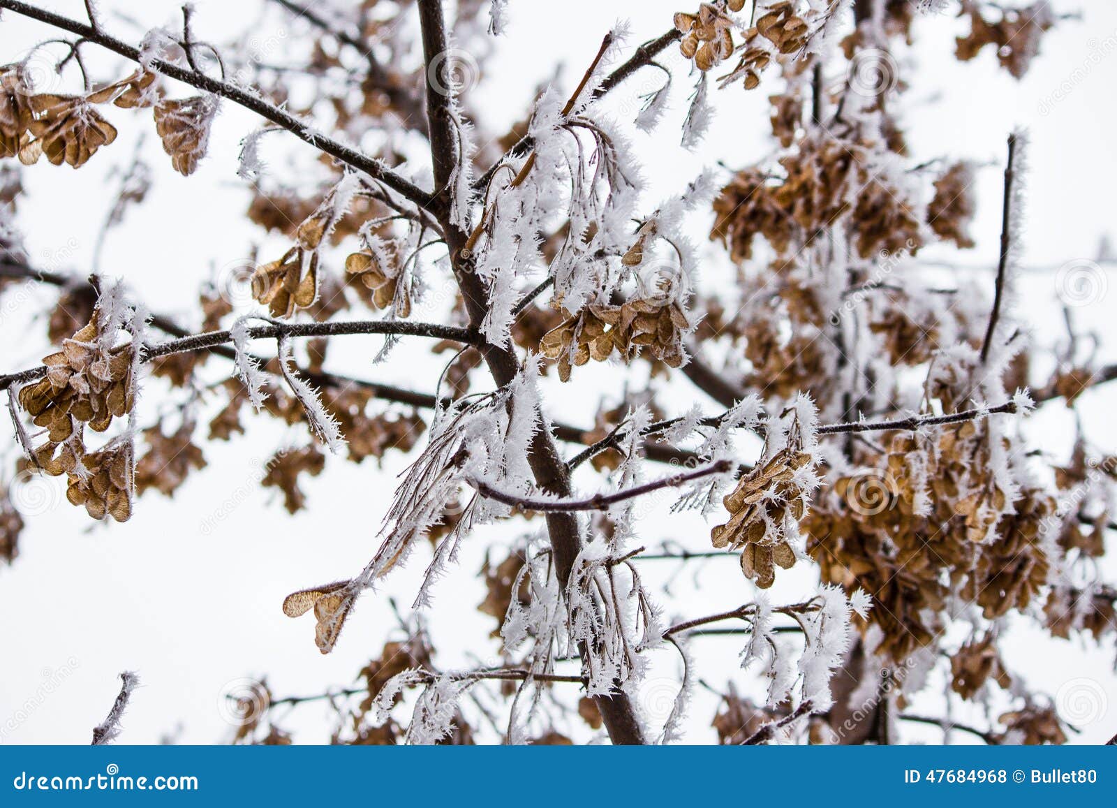 Maple Seed Spouts-helicopter Stock Photo - Image of snow, branch: 47684968