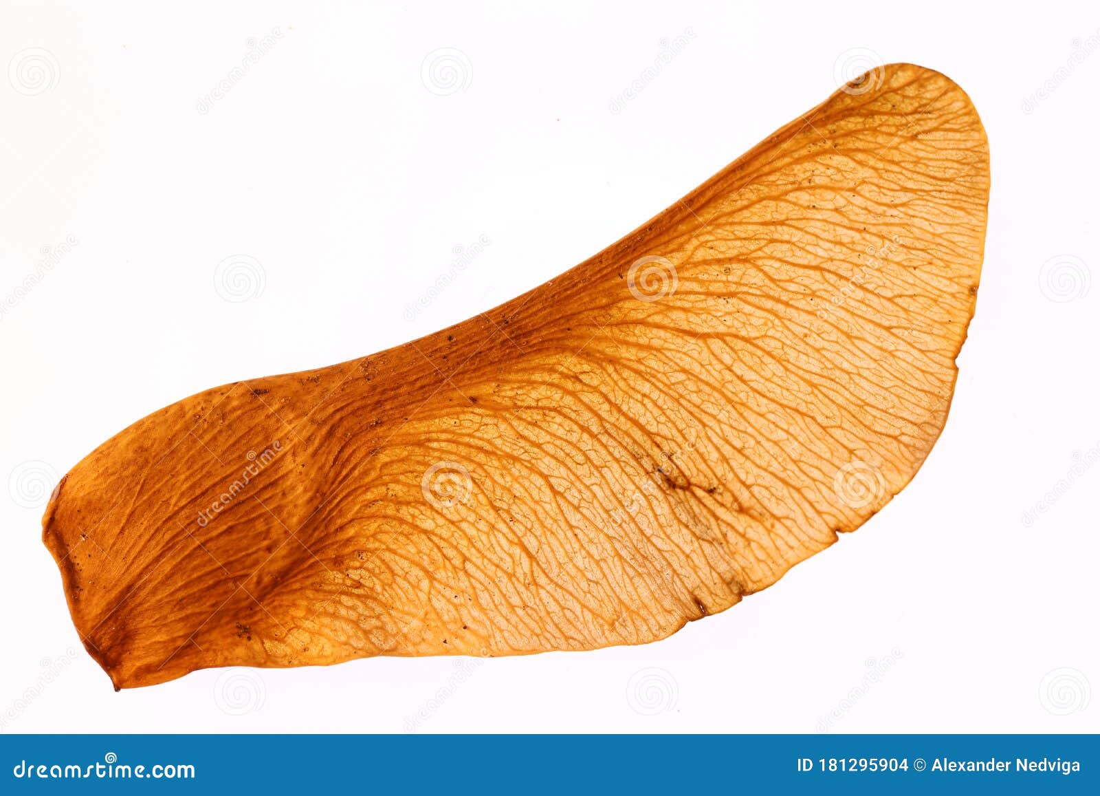 Maple Seed Texture Macro Closeup. Stock Photo - Image of seed, isolated ...